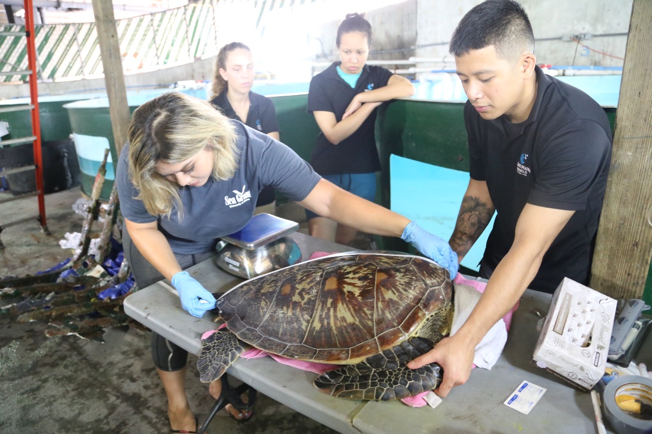 Sefa Muñoz – Toonen-Bowen Lab